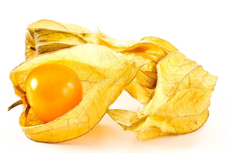 Physalis peruviana stock photo. Image of groundcherry - 18842618