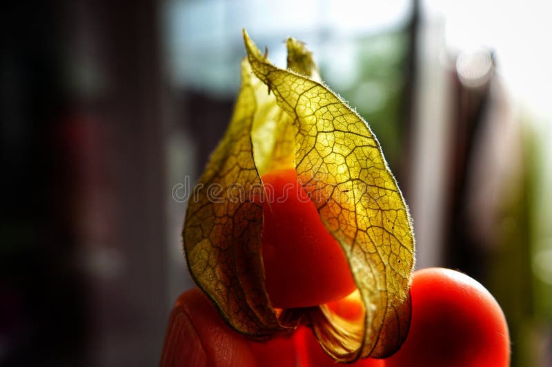 Physalis Peruviana stock photo. Image of south, gooseberry - 105168022