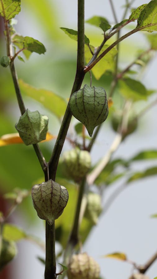 Physalis Peruviana or Ciplukan Stock Photo - Image of branch ...