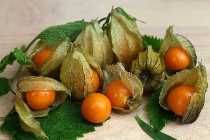 Physalis peruviana stock photo. Image of cherry, husktomato - 53622174
