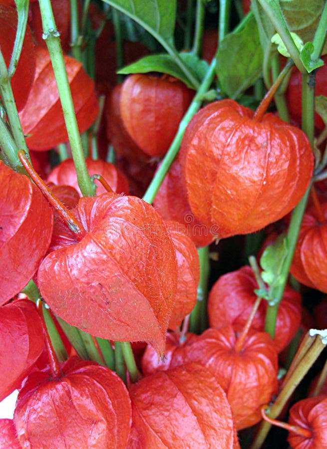 Physalis plant stock image. Image of hands, plant, leaf - 10529765