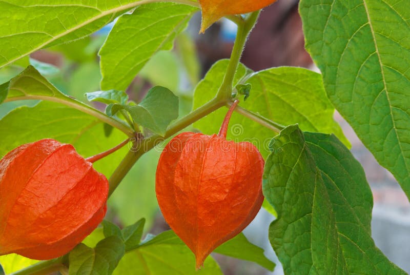 Physalis Red Ripe in the Garden in Autumn Stock Photo - Image of ...
