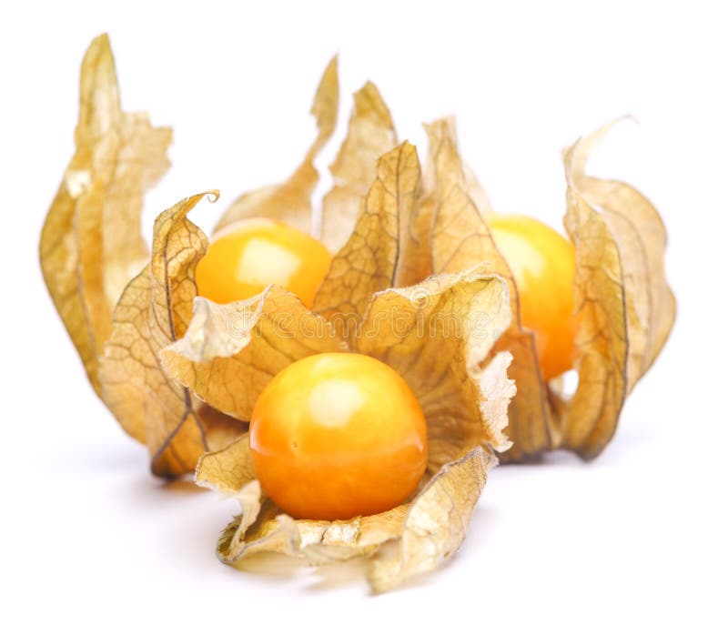 Physalis stock photo. Image of orange, beige, cooking - 50459570