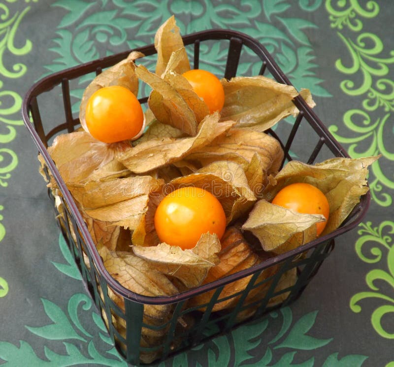 Physalis stock photo. Image of snack, healthy, food, fruits - 43640916