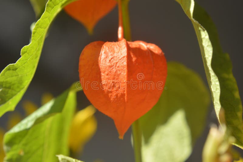 Physalis stock image. Image of nature, color, fruit, globular - 81467725