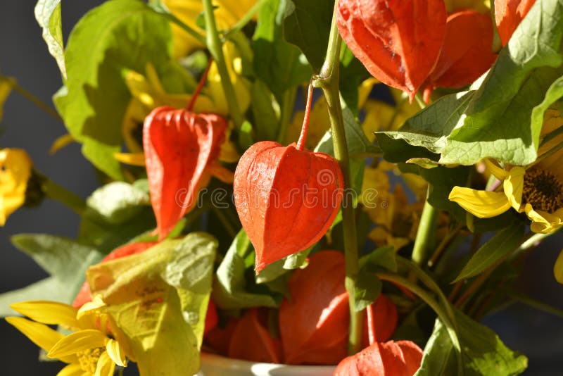 Physalis stock photo. Image of globular, fruit, color - 81475840