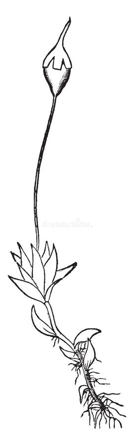 Urn Moss Stock Illustrations – 1 Urn Moss Stock Illustrations, Vectors ...