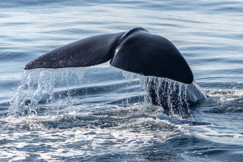 Physeter Macrocephalus Spermwhale Mediterranean Sea Stock Photos - Free ...