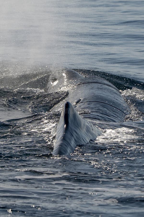 Macrocephalus Spermwhale Stock Illustrations – 5 Macrocephalus Spermwhale Stock Illustrations ...