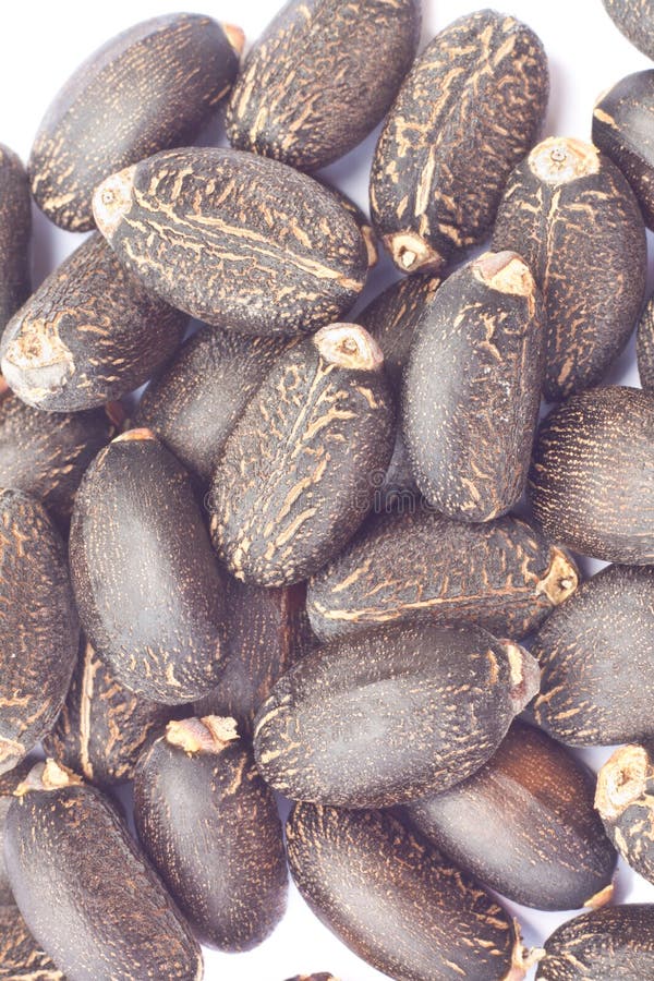 Physic Nut seeds stock image. Image of material, crude - 91699783