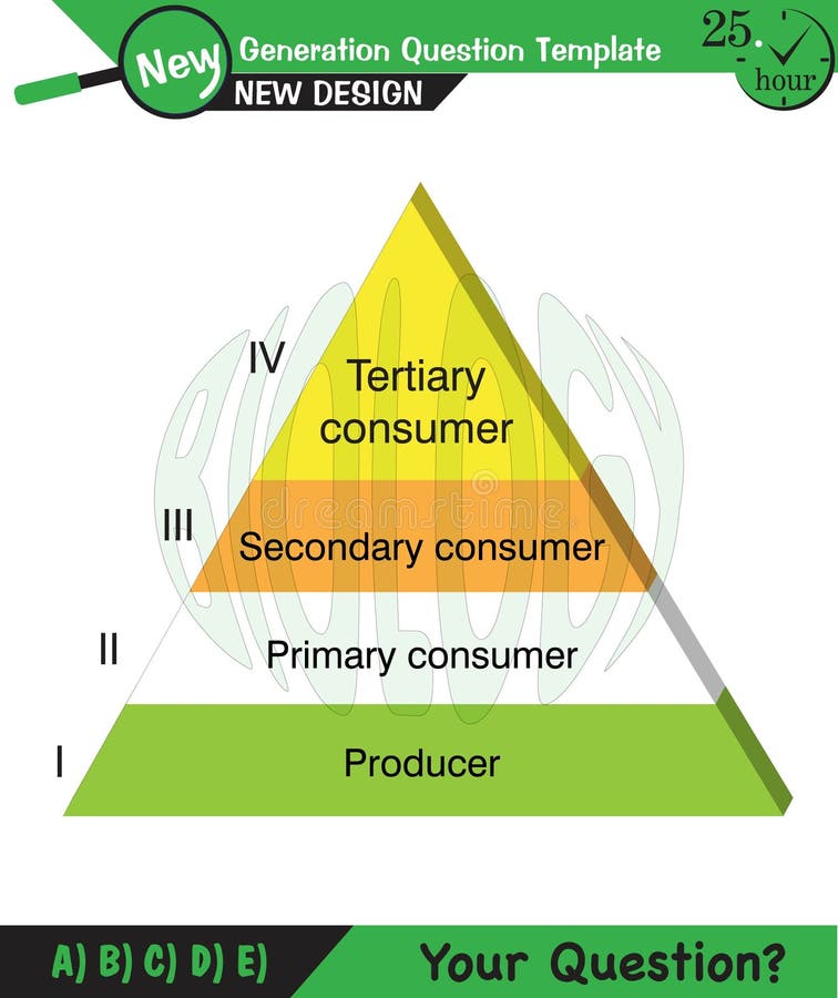 Physics, Vector Illustration of Food Chain - Energy Pyramid ...