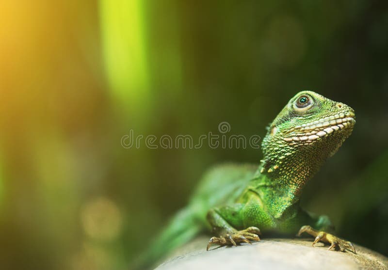 Physignathus cocincinus. stock photo. Image of head, chinese - 75132978