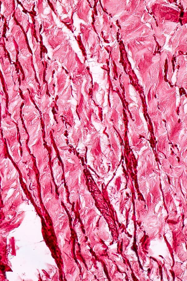 Veins Artery Under Microscope Stock Photos - Free & Royalty-Free Stock ...