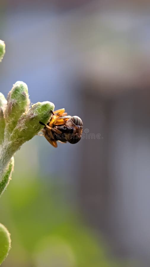Physiphora Fly Insect on Leaf in Indian Village Garden Small Fly Garden ...