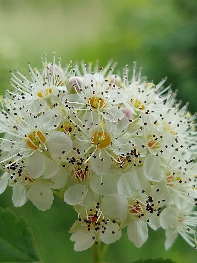 Physocarpus opulifolius stock image. Image of eastern - 266802999