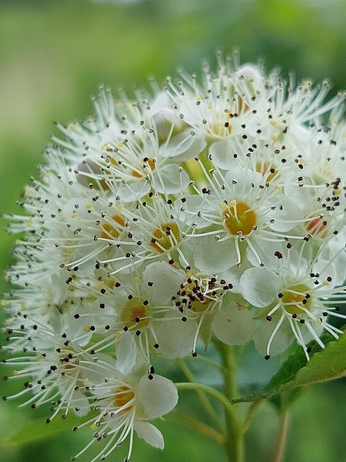 Physocarpus opulifolius stock image. Image of flowering - 266803015