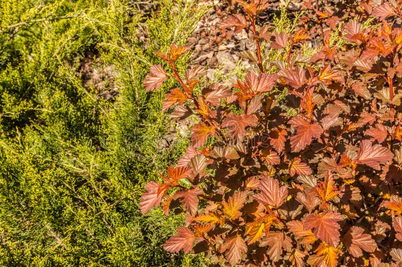 Physocarpus Opulifolius, Ninebark with Orange Leaves and Juniper Stock ...