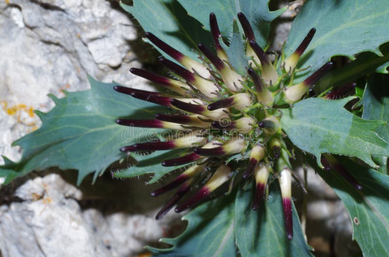 Physoplexis Comosa (tufted Horned Rampion) Stock Image - Image of cool ...
