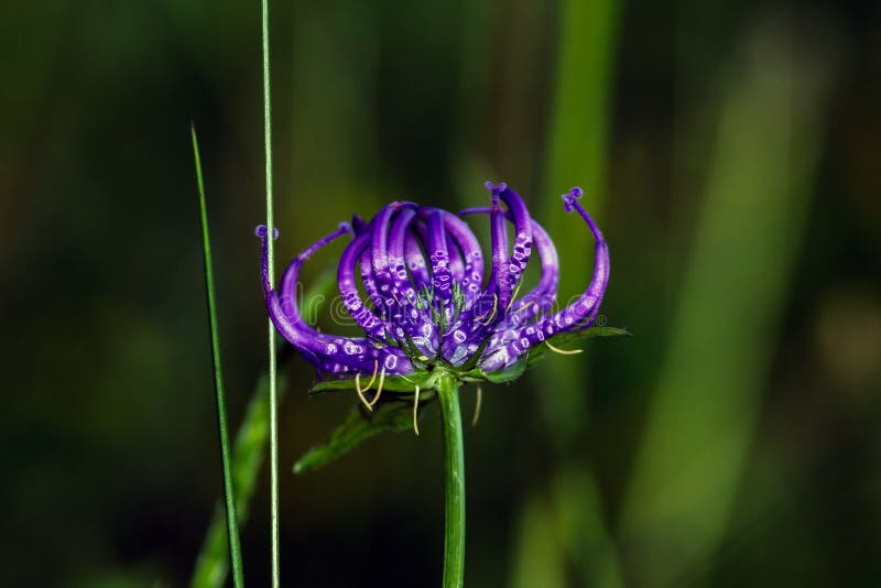 A Phyteuma hemisphaericum stock photo. Image of botany - 222813832