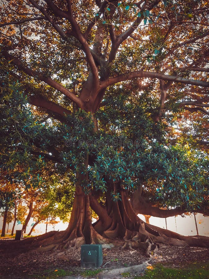 132 Ombú Stock Photos - Free & Royalty-Free Stock Photos from Dreamstime