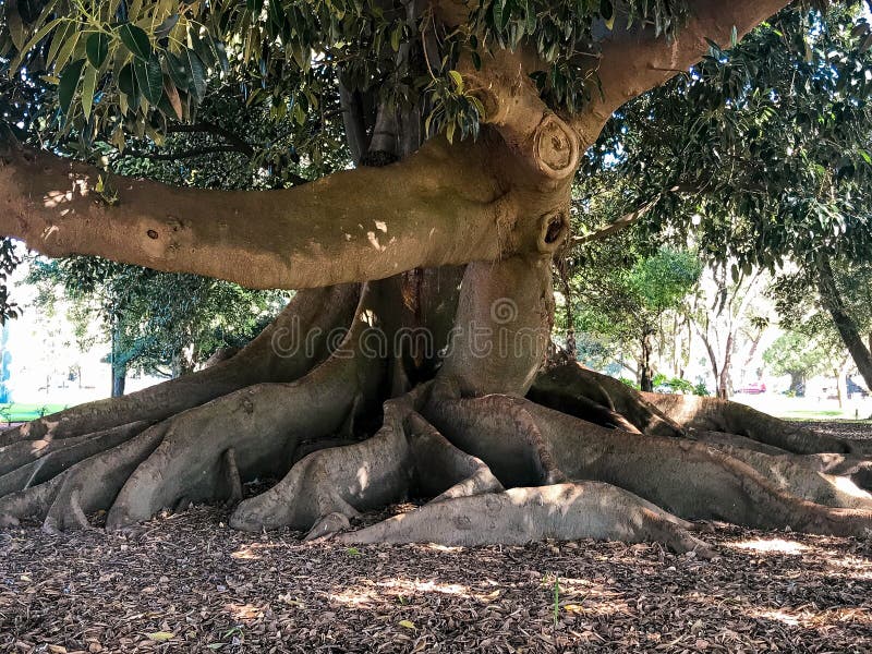 Ombu tree with hole stock image. Image of bark, large - 2128961