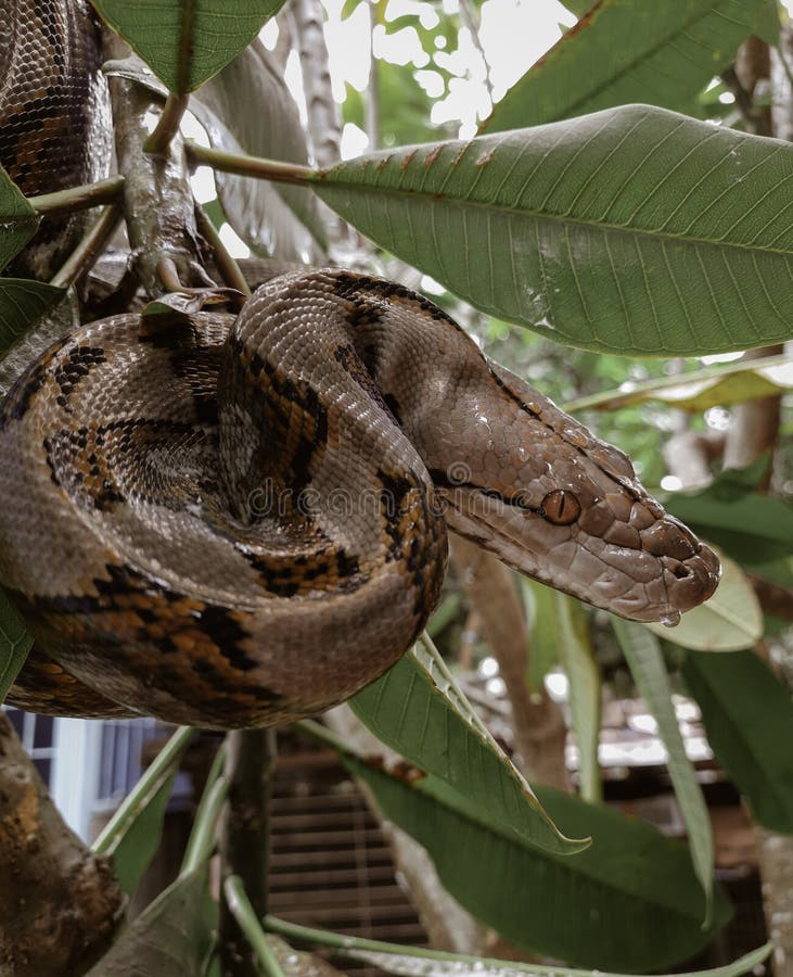 Smarthphonephoto Stock Photos - Free & Royalty-Free Stock Photos from ...