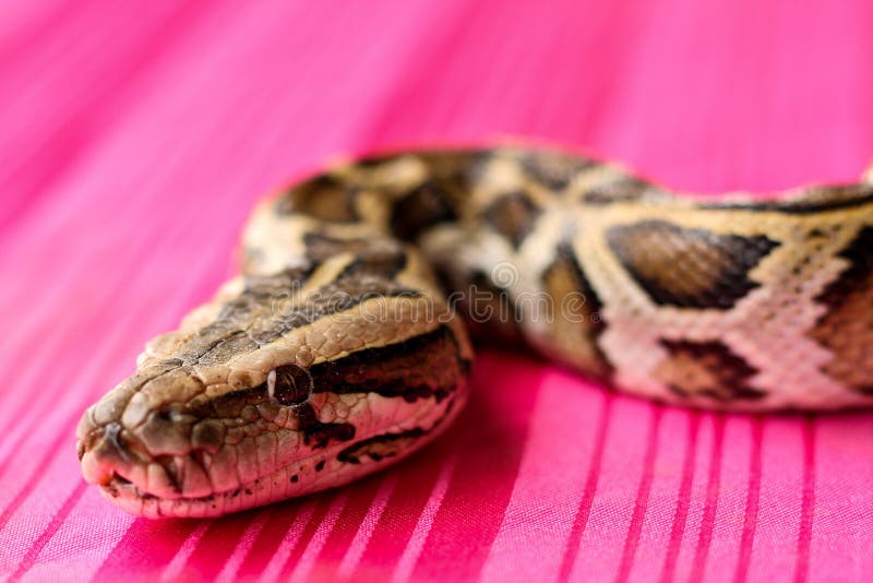 Phyton Snake stock image. Image of color, burmese, portrait - 98305075