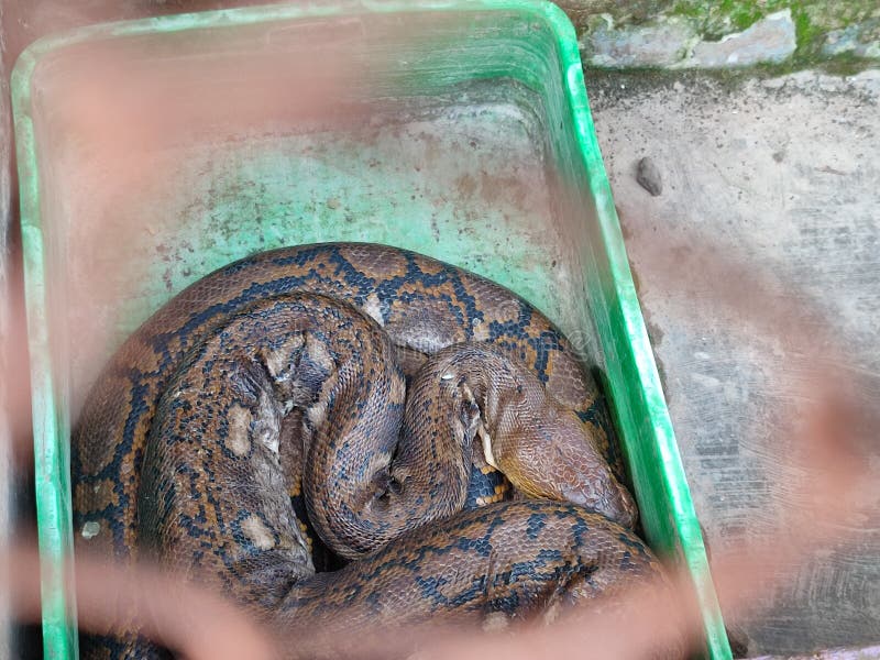 Phyton Snake Java Sanca Sleeping Snake Stock Image - Image of sanca ...