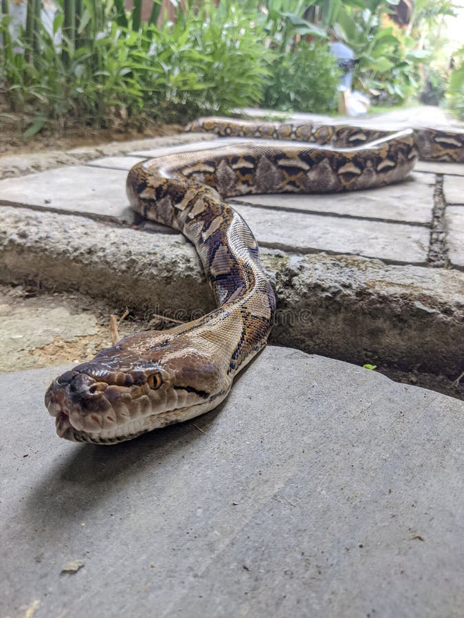 Phyton Snake Normal Type Reptile Stock Photo - Image of phyton, type ...