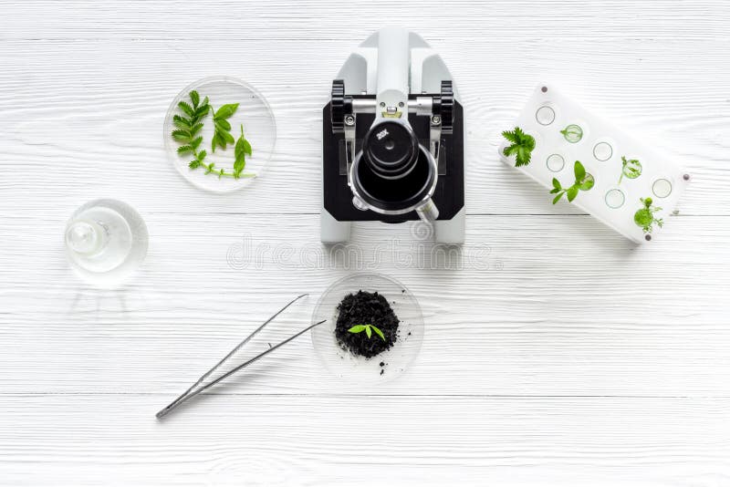 Phytopathological Examining Soil and Plants with Microscope in Lab ...