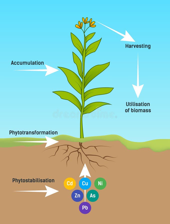 Phytoremediation. Phytotransformation Stock Illustration - Illustration ...