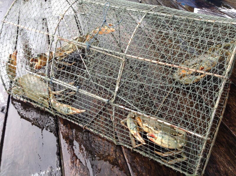 Trappe de crabe ! ! image stock. Image du griffe, fond - 16860741