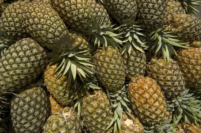 Estructura de la piña foto de archivo. Imagen de vitaminas - 3552484