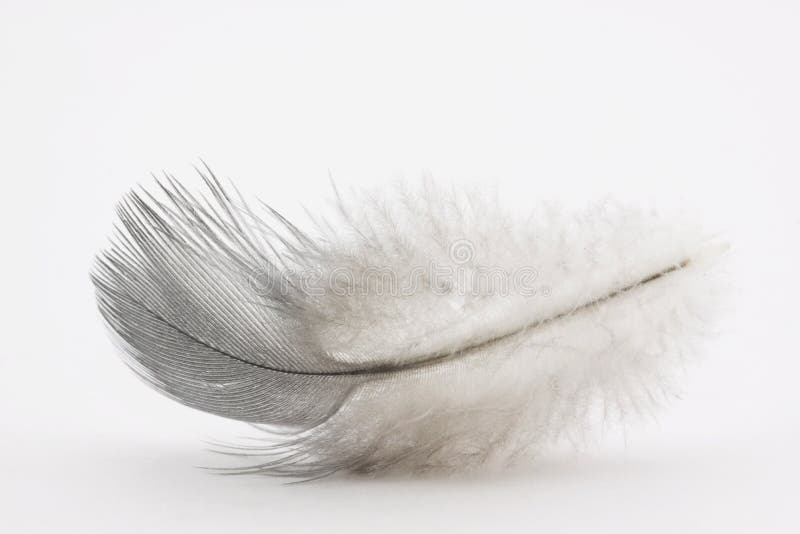Piórko na biały tle zdjęcie stock. Obraz złożonej z anioł - 8408268