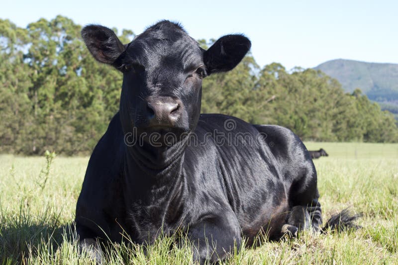 Czerwony Aberdeen Angus Byka Lying on the Beach W Polu Zdjęcie Stock ...