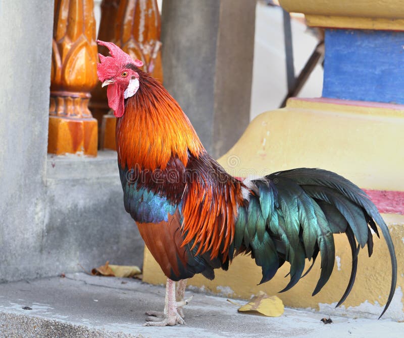 Piękny duży kogut zdjęcie stock. Obraz złożonej z kogut - 23847652