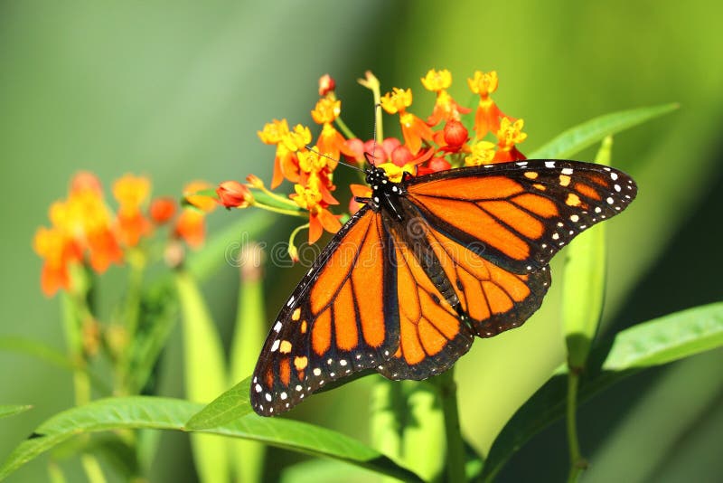 Piękny Monarchiczny Motyl Na Kwiacie Zdjęcie Stock - Obraz złożonej z ...