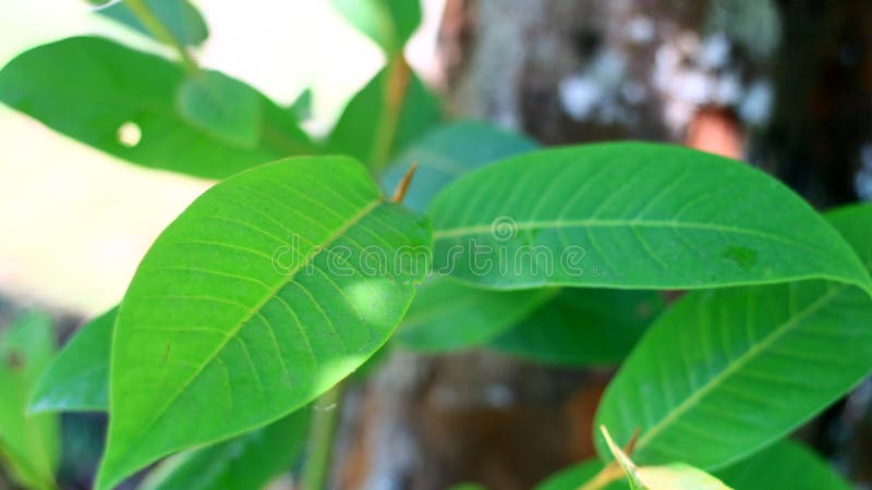 Pianggu leaf stock photo. Image of harvest, closeup - 230194018