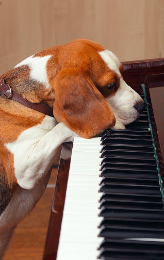 Piano stock photo. Image of mammal, animal, cute, musical - 12634038