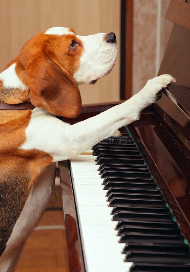 Piano stock image. Image of musical, purebred, keys, mammal - 12684459