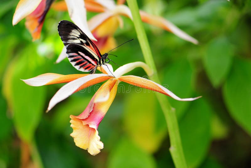 Piano Key butterflies stock photo. Image of macro, nectar - 38487600