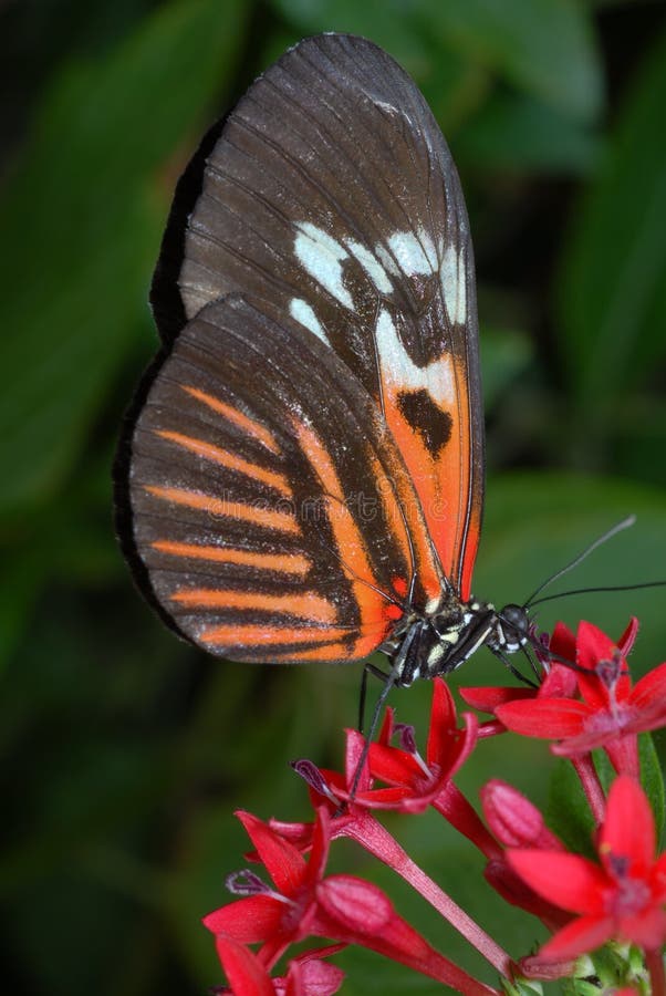 Piano Key Butterfly stock photo. Image of biology, summer - 7278882