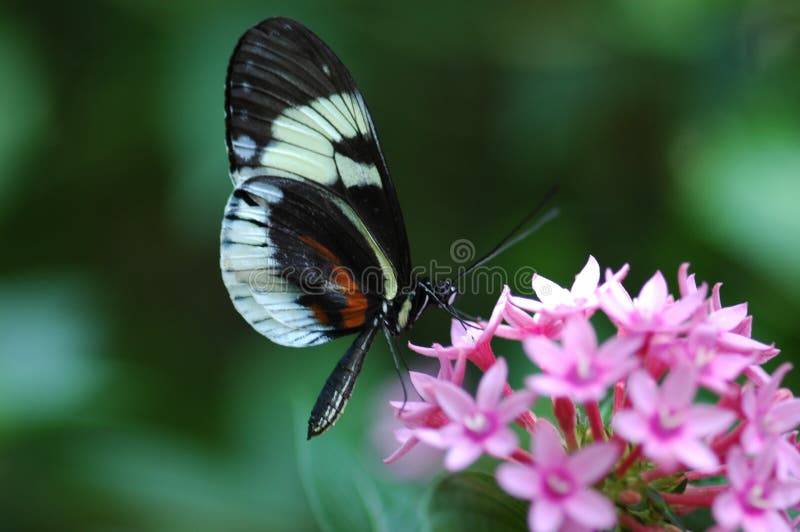 Piano Key Butterfly stock image. Image of flower, wings - 7278891
