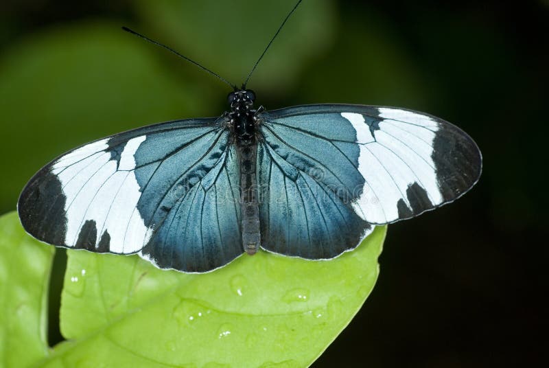 Piano Key Butterfly stock image. Image of biology, lacewing - 7280145