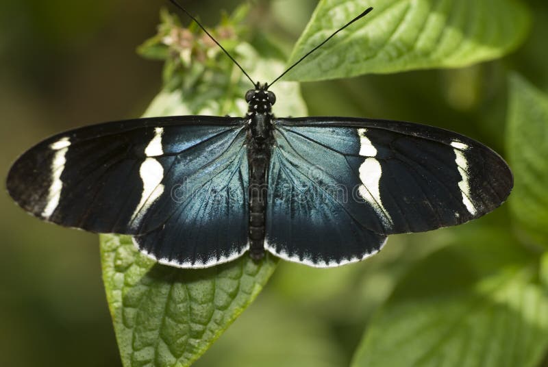 Piano Key Butterfly stock photo. Image of green, melpomene - 7293098