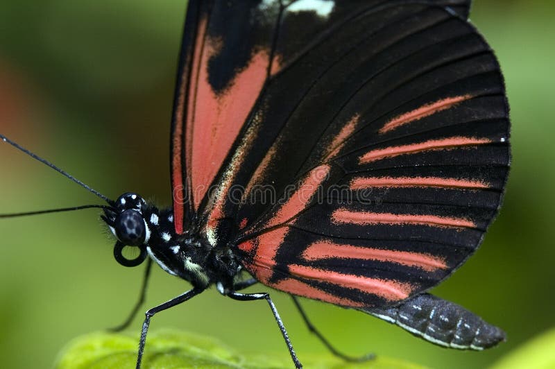 Piano Key Butterfly stock image. Image of beautiful, nymph - 7405405