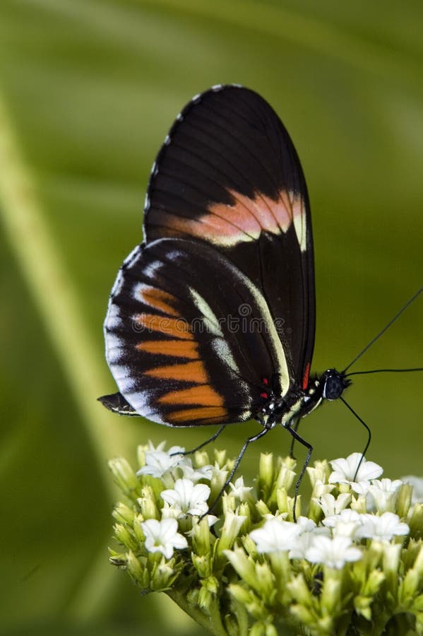 Piano Key Butterfly stock photo. Image of antenna, lacewing - 7405406