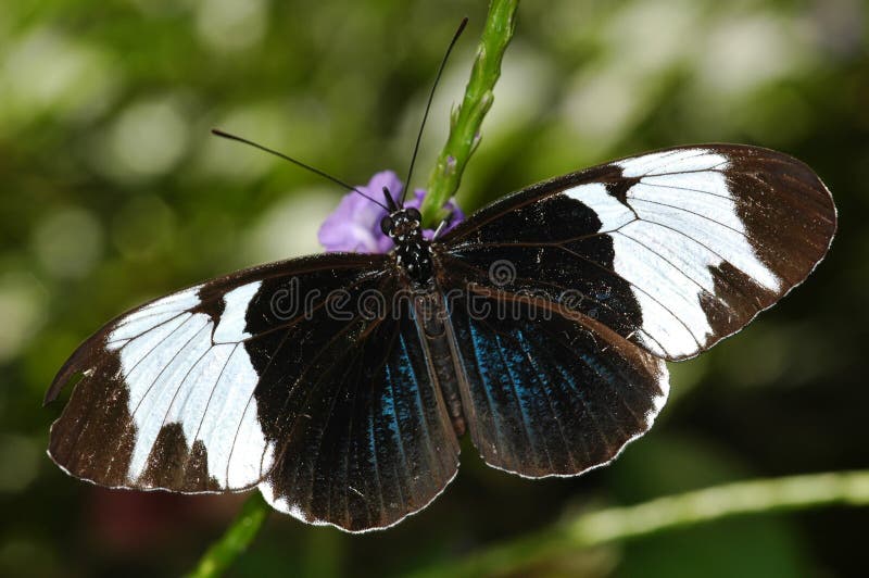 Piano Key Butterfly stock photo. Image of beautiful, malachite - 7438596