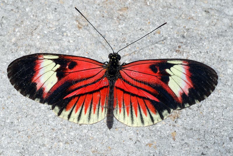 Piano Key Butterfly stock image. Image of fragility, lepidoptera - 7460019