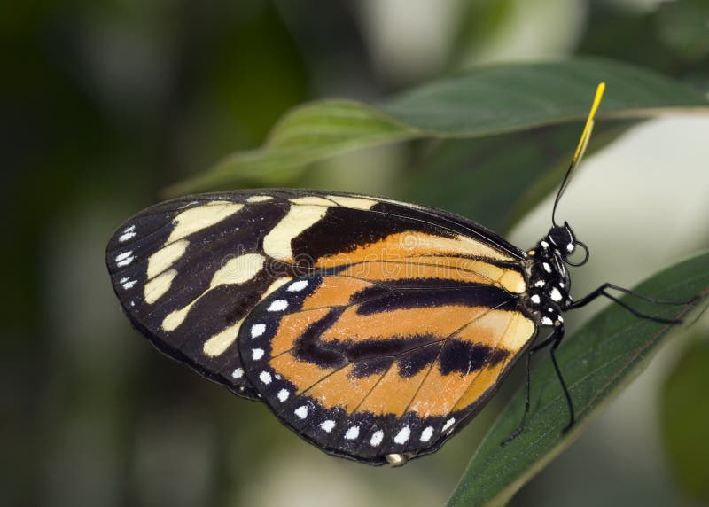 Piano Key Butterfly stock photo. Image of summer, vibrant - 7280166